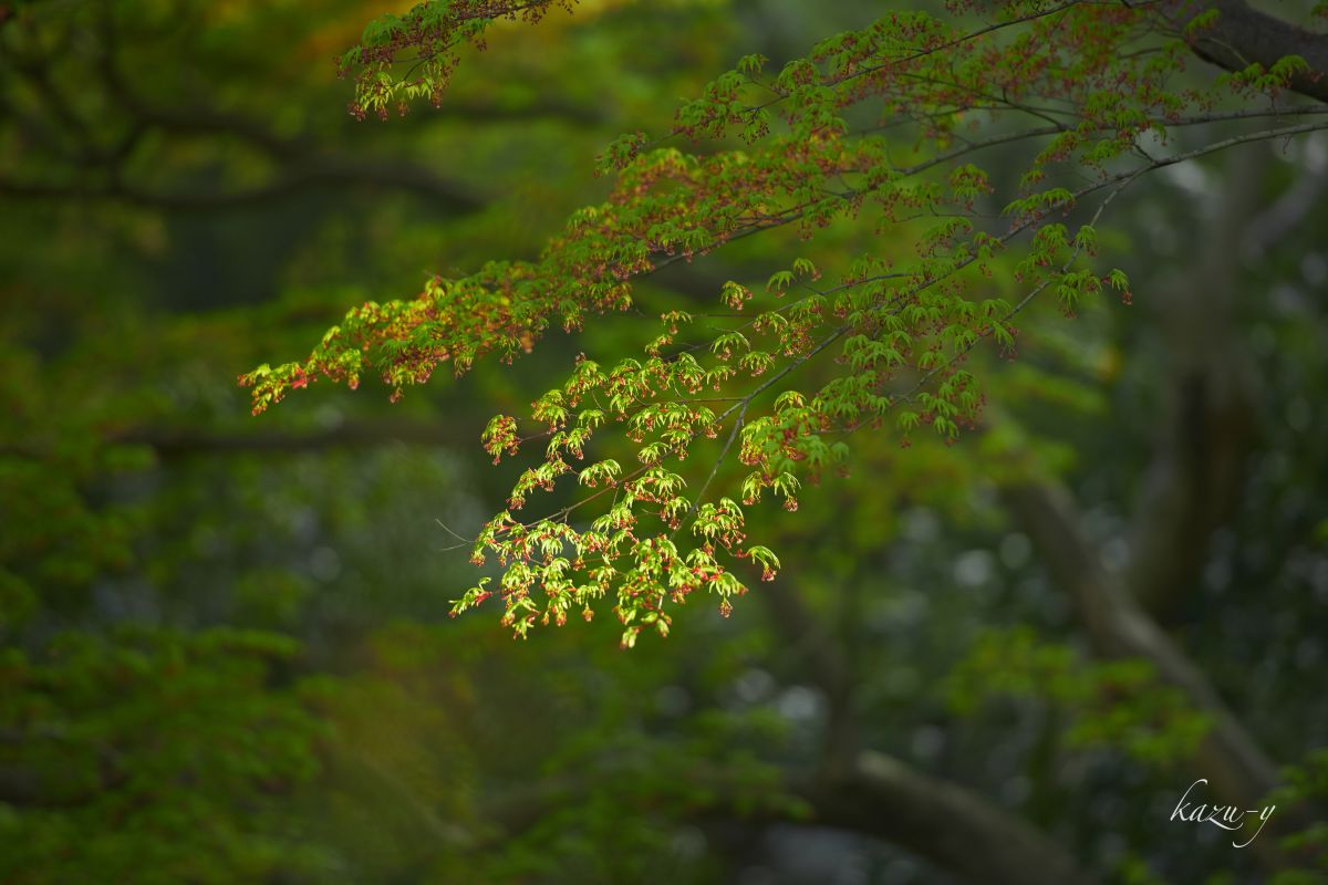 世田谷新名所 五島美術館 朝日の紅葉 | GANREF