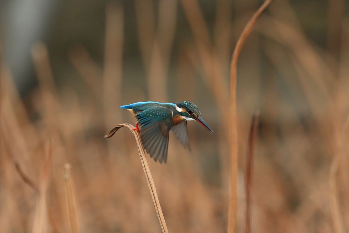 カワセミ 飛び出し | GANREF