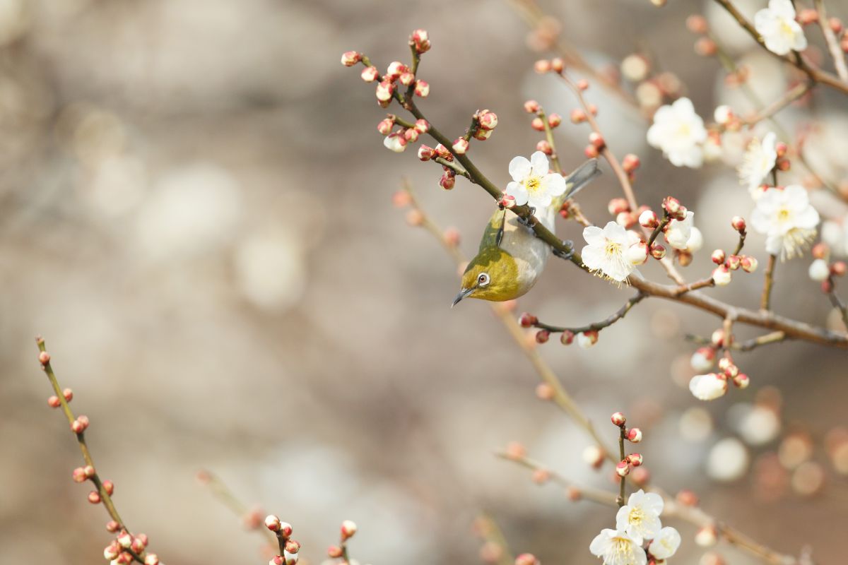 2010ウメジロ | GANREF