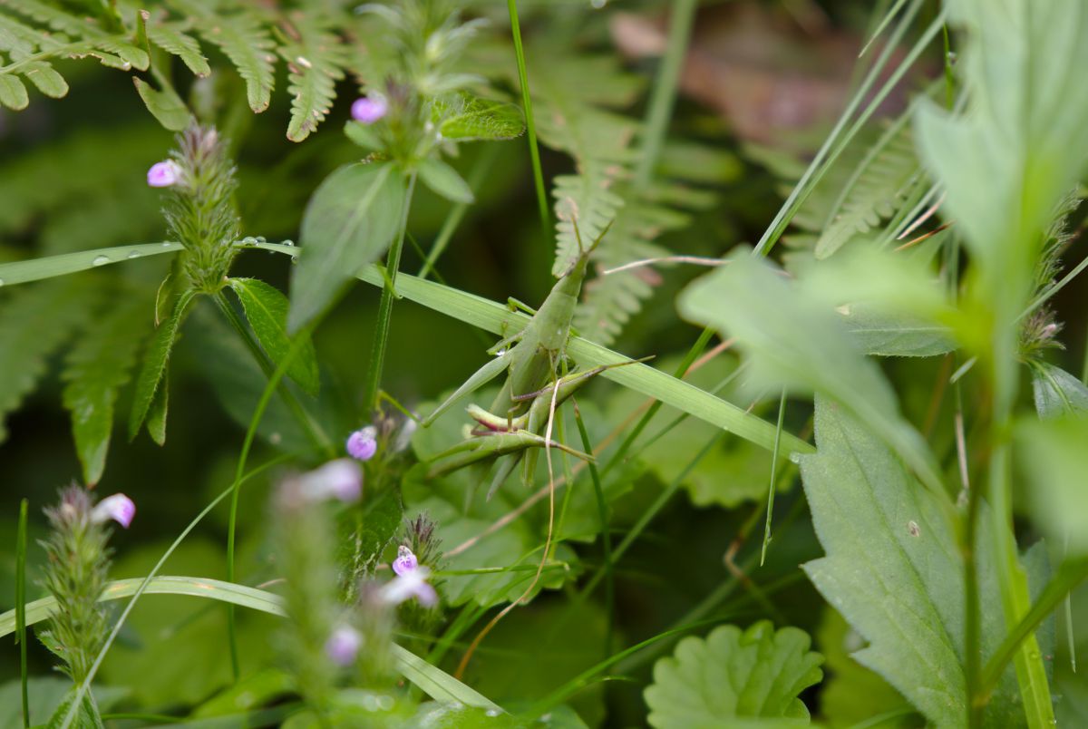 バッタバッタバッタ | GANREF