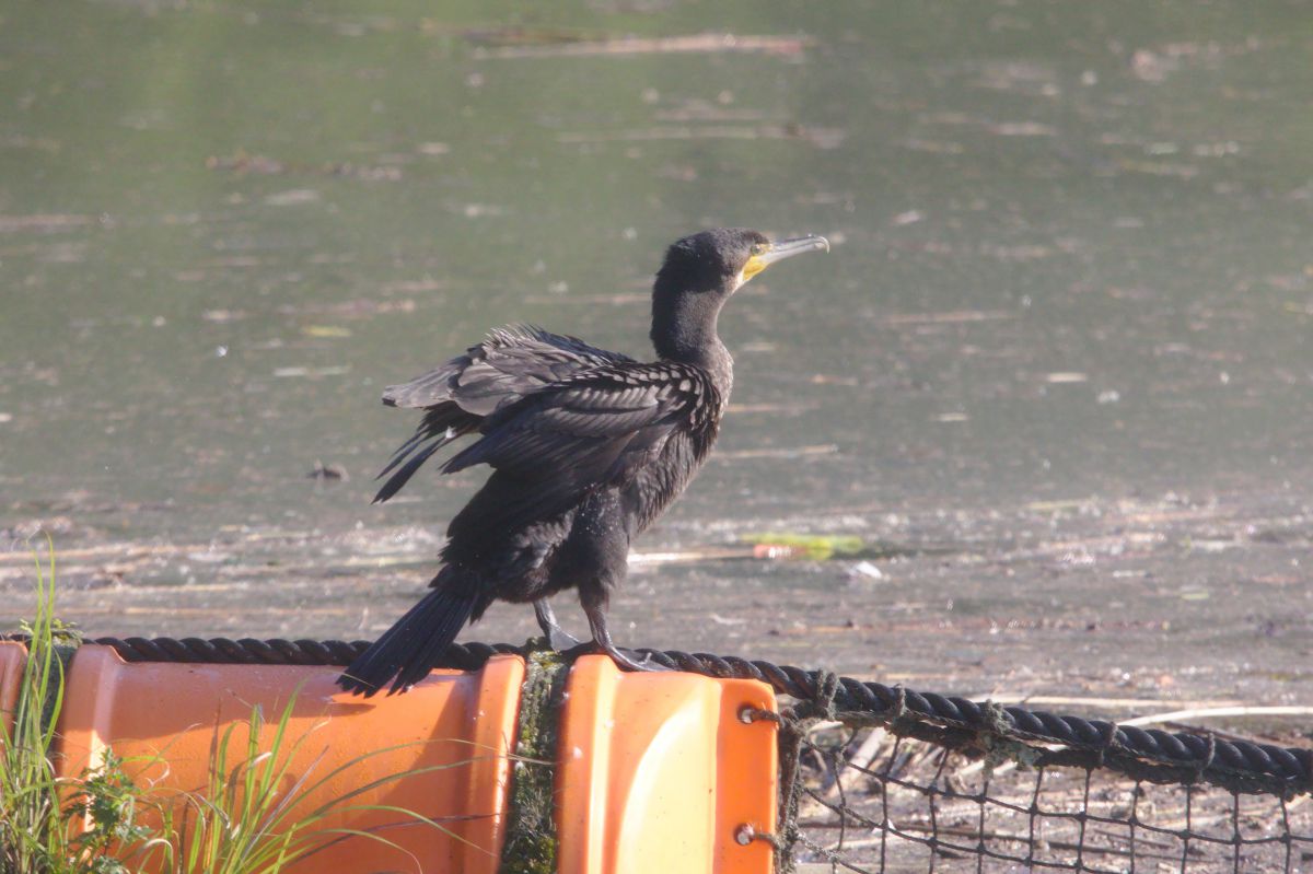 陽を浴びる | GANREF