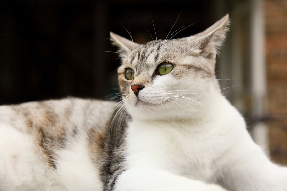 10_0627_富士山ドライブ_004.JPG | GANREF