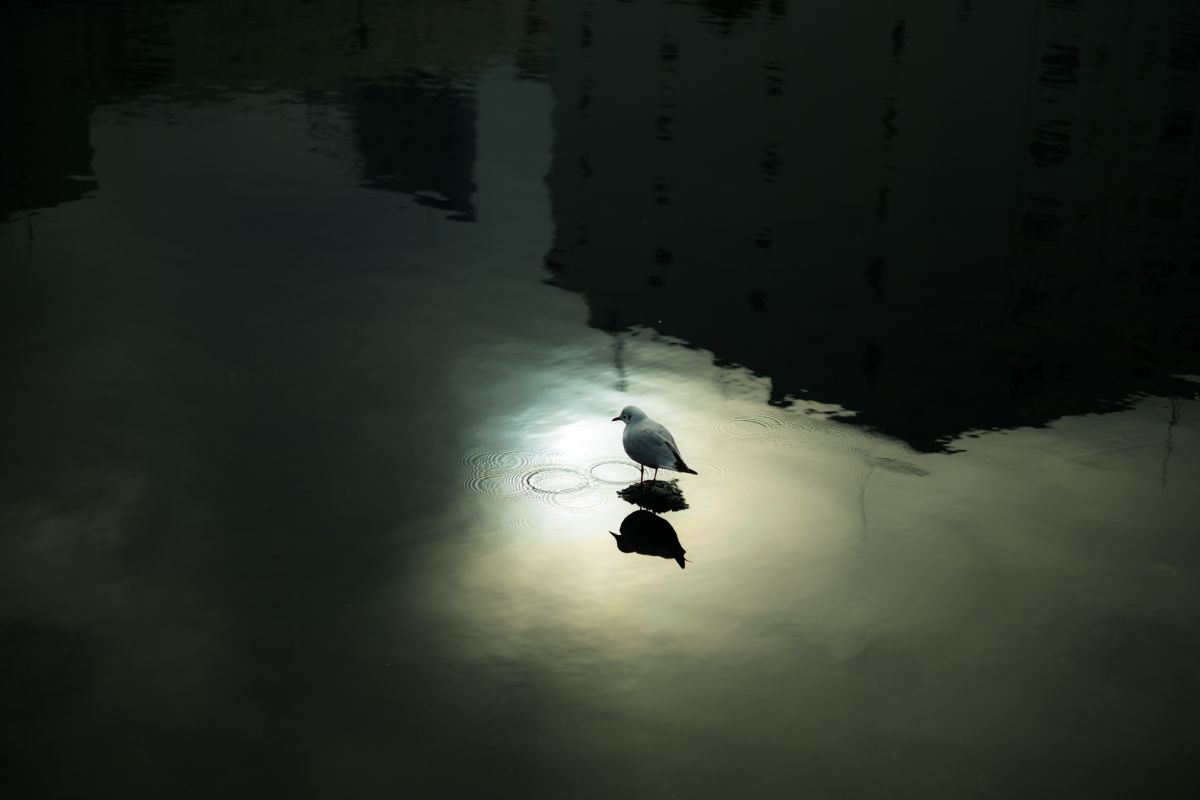 Use the force. Feel it. | GANREF