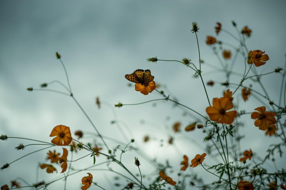 Butterfly dancing after the storm | GANREF