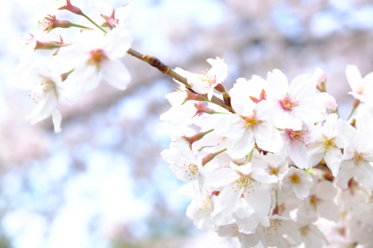 Cherry tree | GANREF