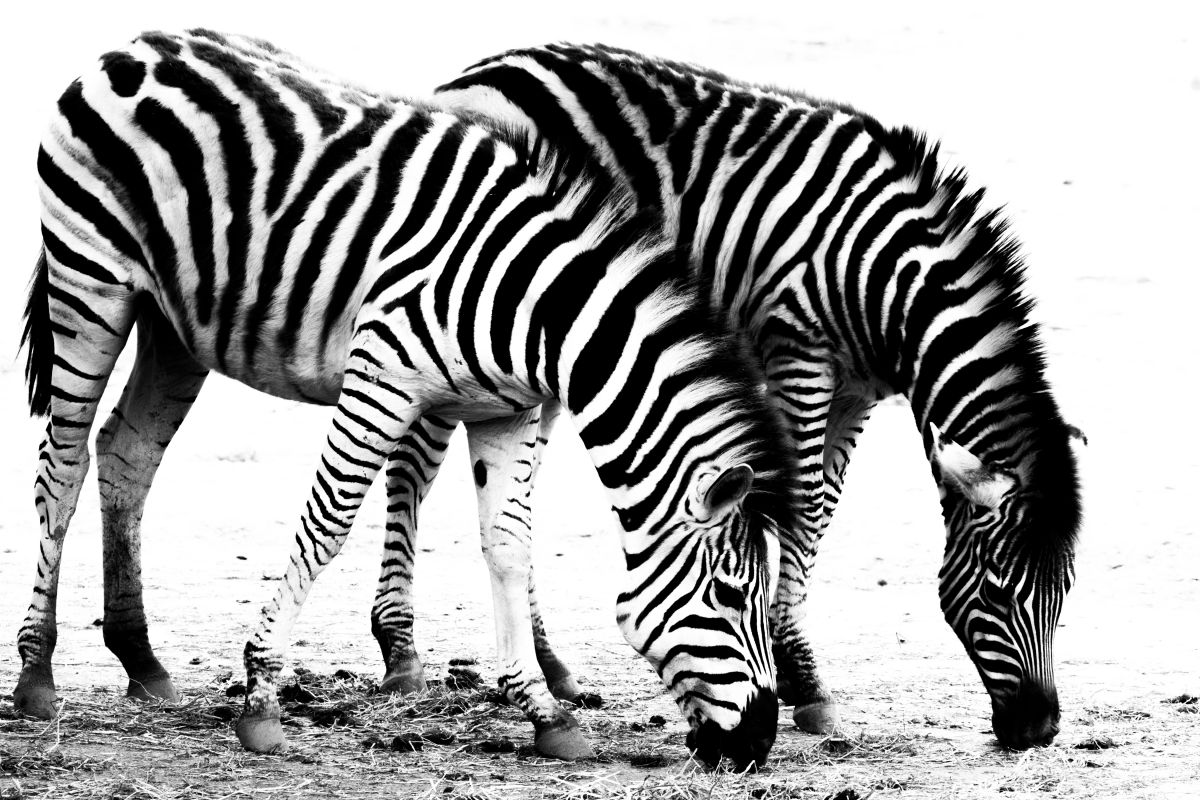 zebra | GANREF