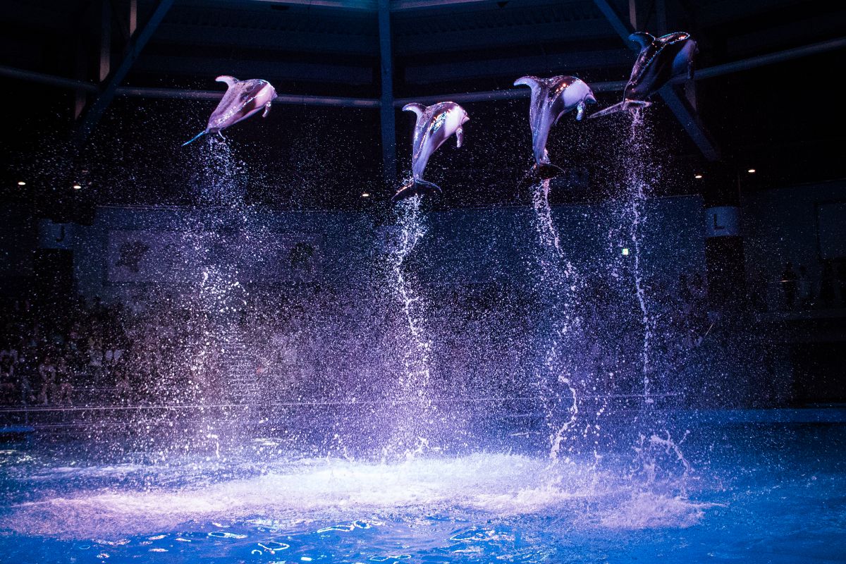 Quartet of the water | GANREF