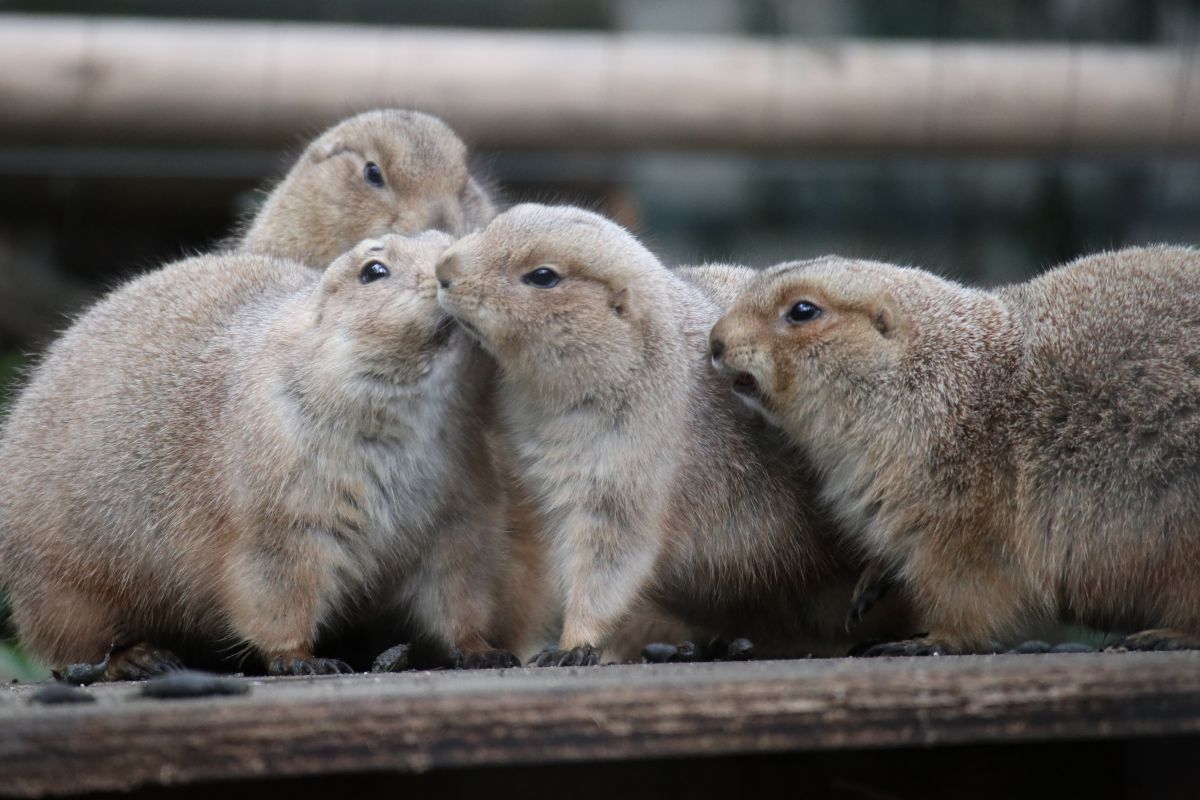 EOS M5 レビュー写真 ～プレーリードッグ～ | GANREF