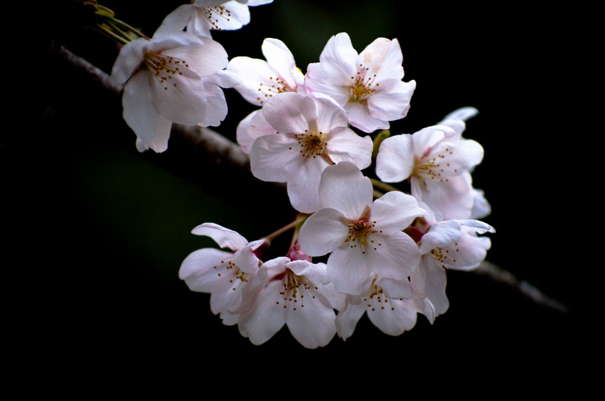 A cherry tree | GANREF