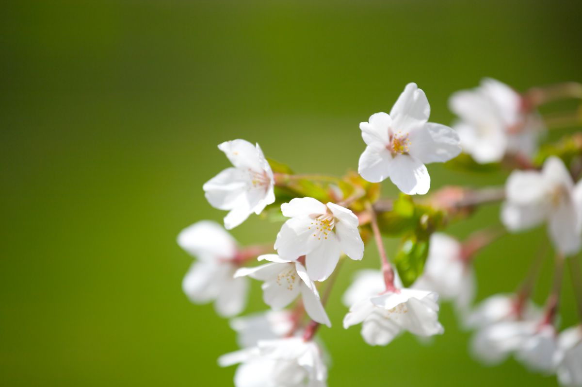 Gleen & Flower | GANREF