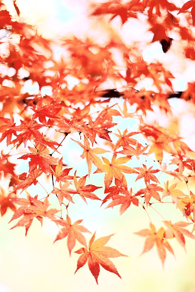 Autumn Leaf | GANREF