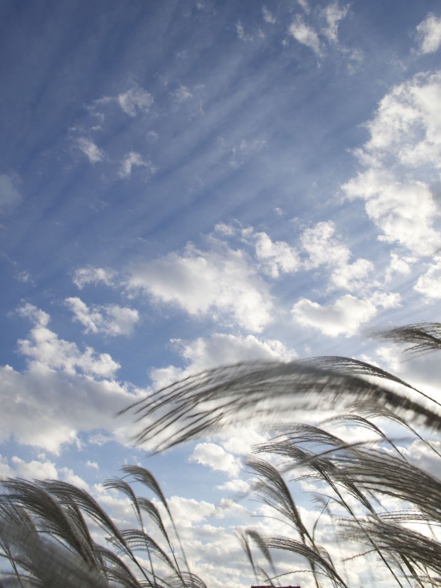 Autumn Stream | GANREF