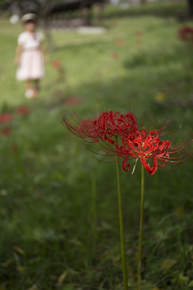 一目惚れ | GANREF