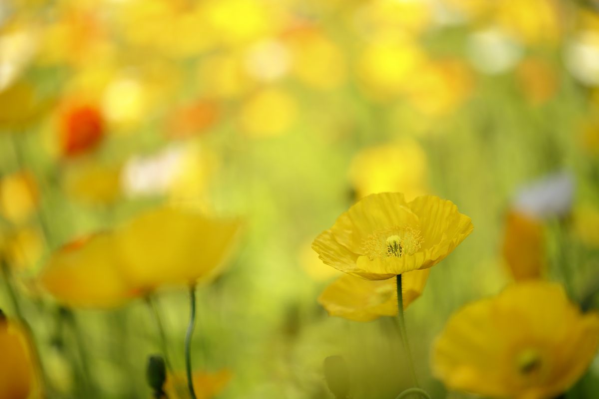 春ゆらら | GANREF