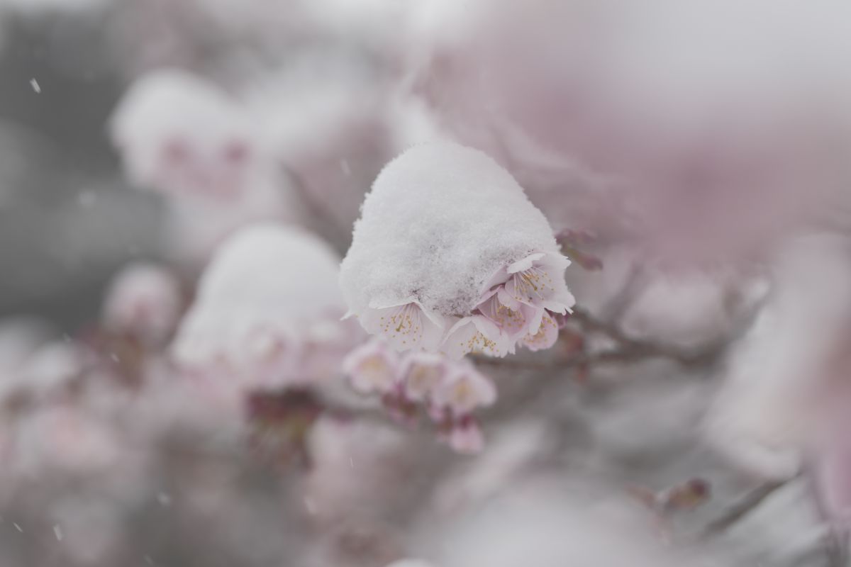 Snow Fantasy 〜＊〜＊ | GANREF