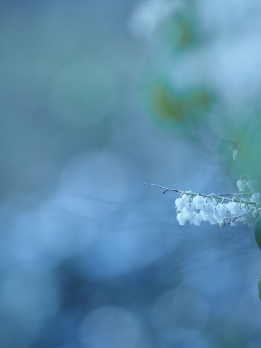 Spring Blue | GANREF