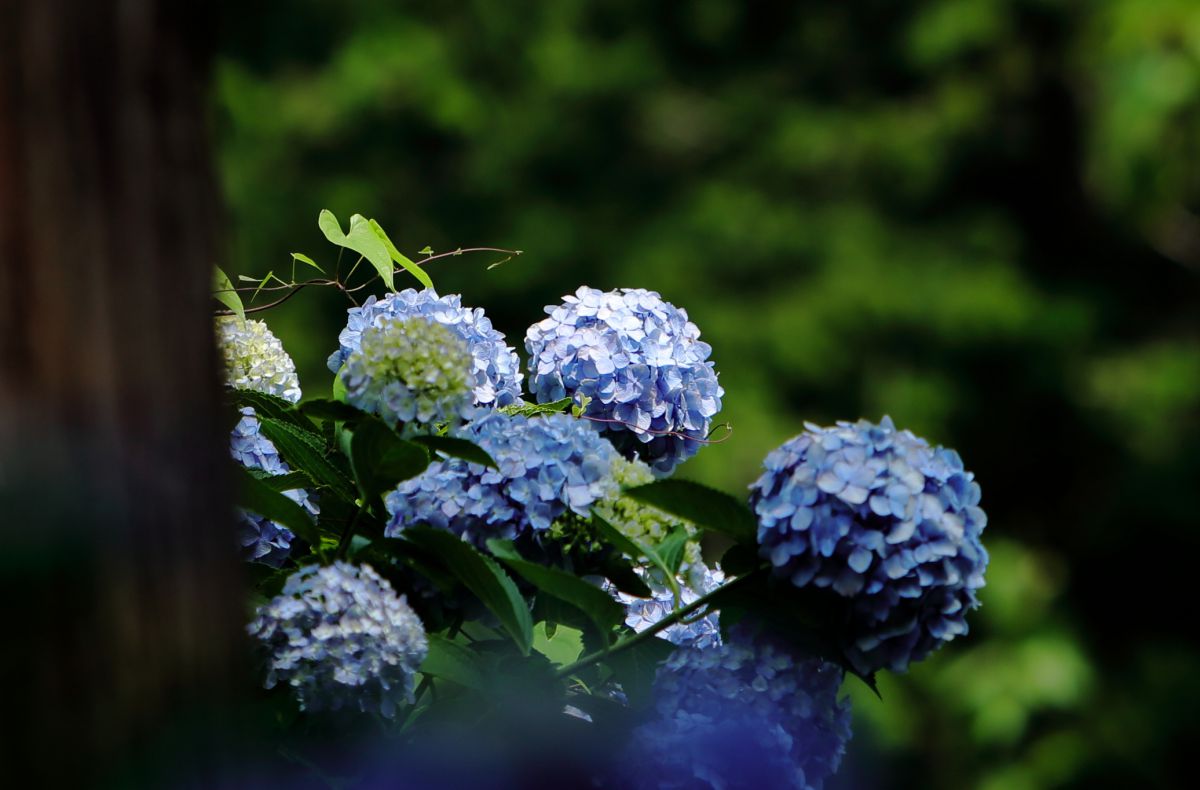 雨に咲く花 | GANREF