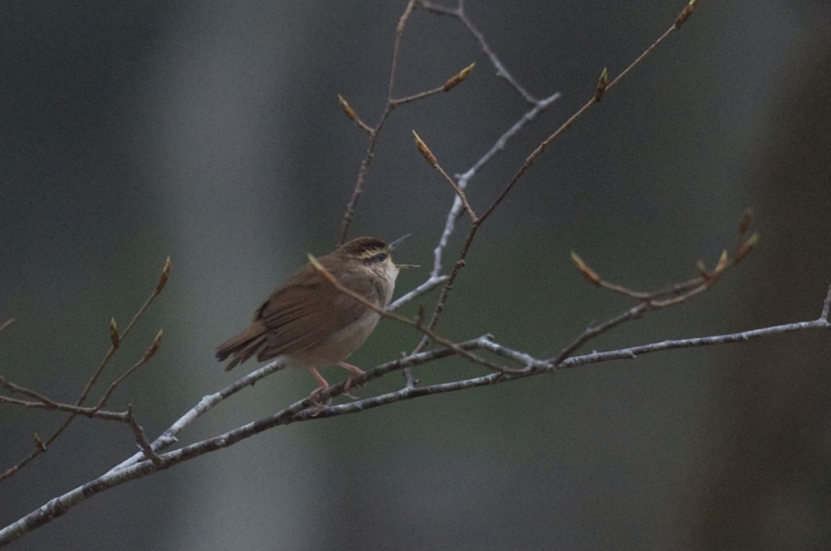 ヤブサメの囀り | GANREF