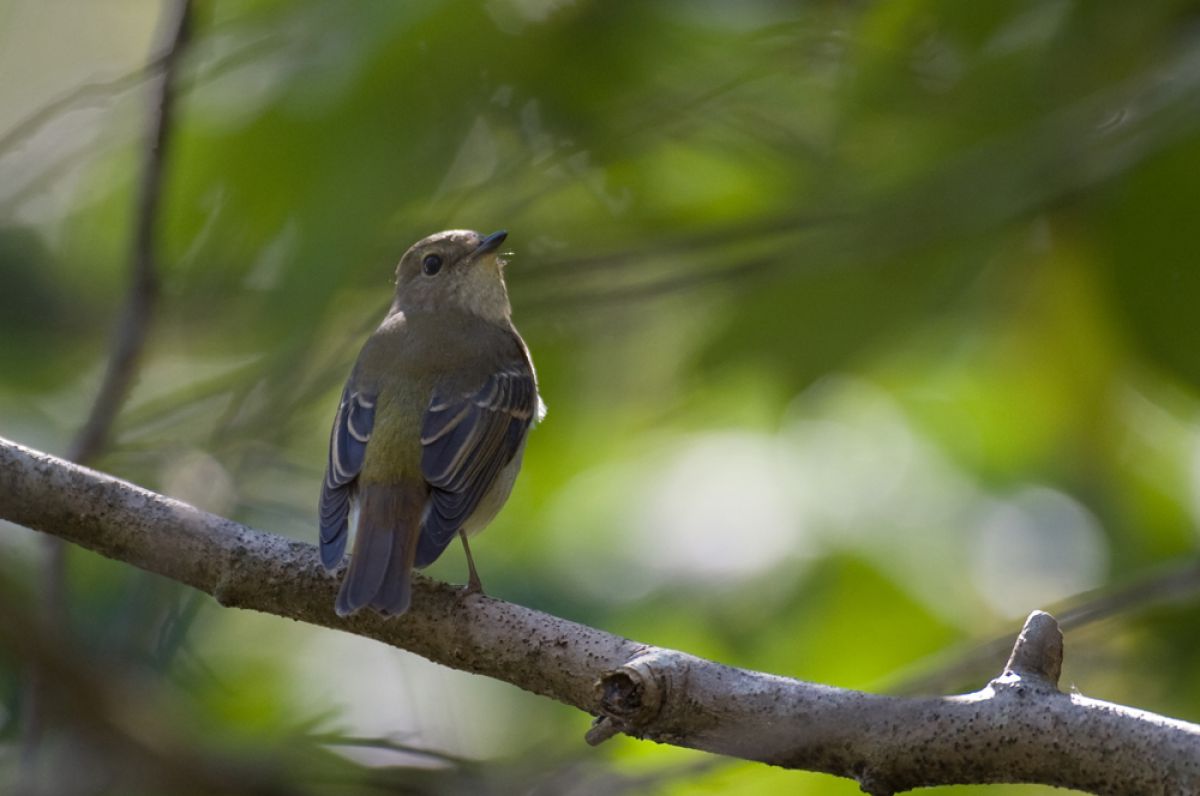 キビ見返り | GANREF