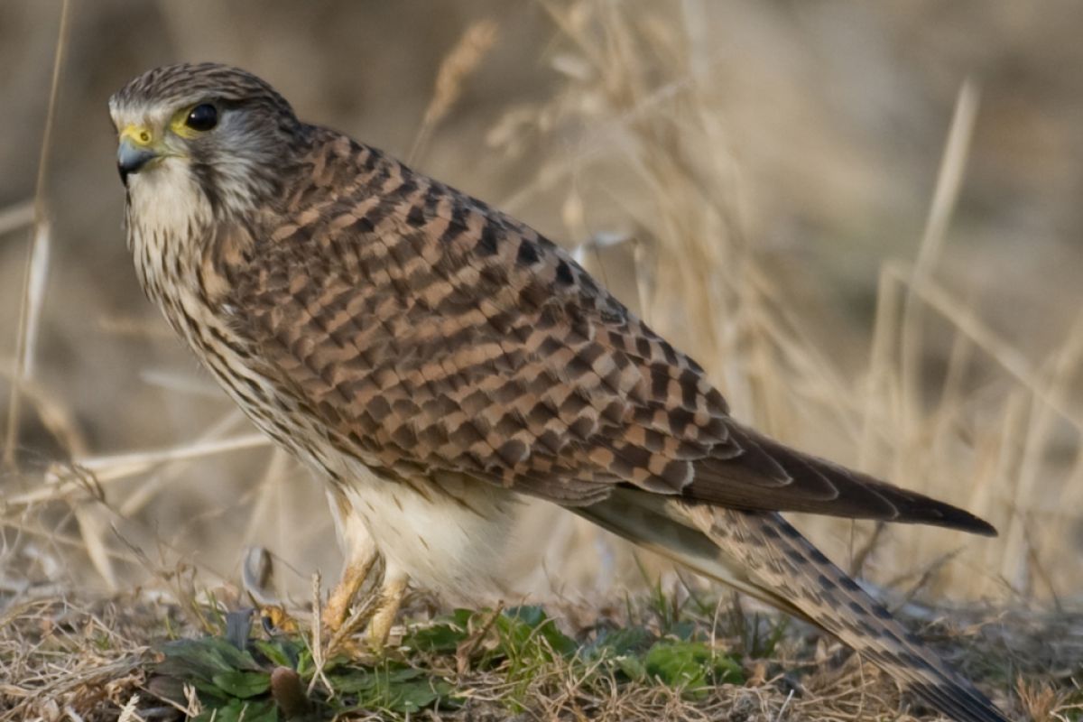 チョウゲンボウ | GANREF