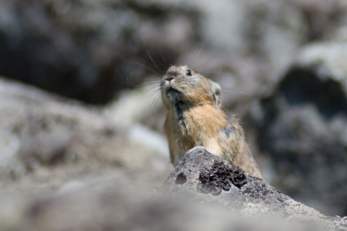 ナキウサギ | GANREF