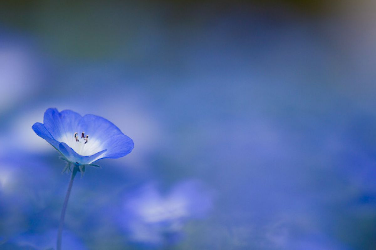 Blue Spring | GANREF