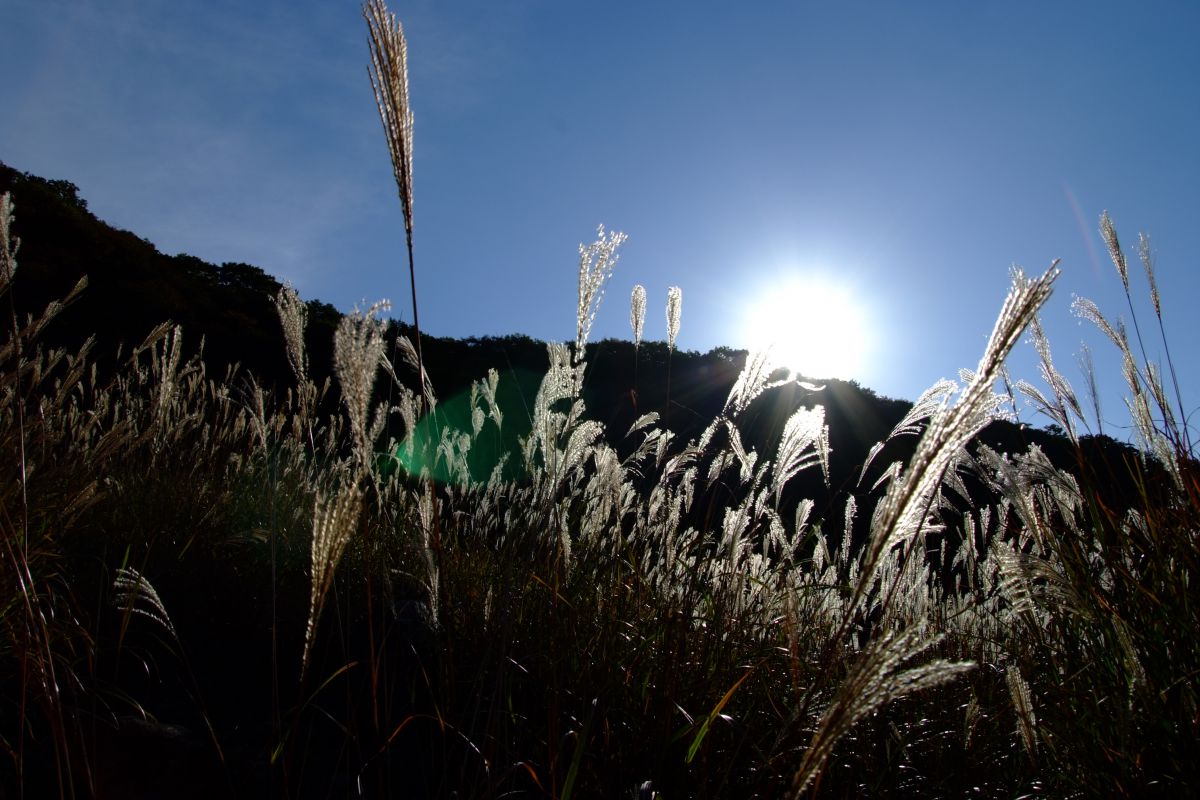 太陽とススキと青空 | GANREF