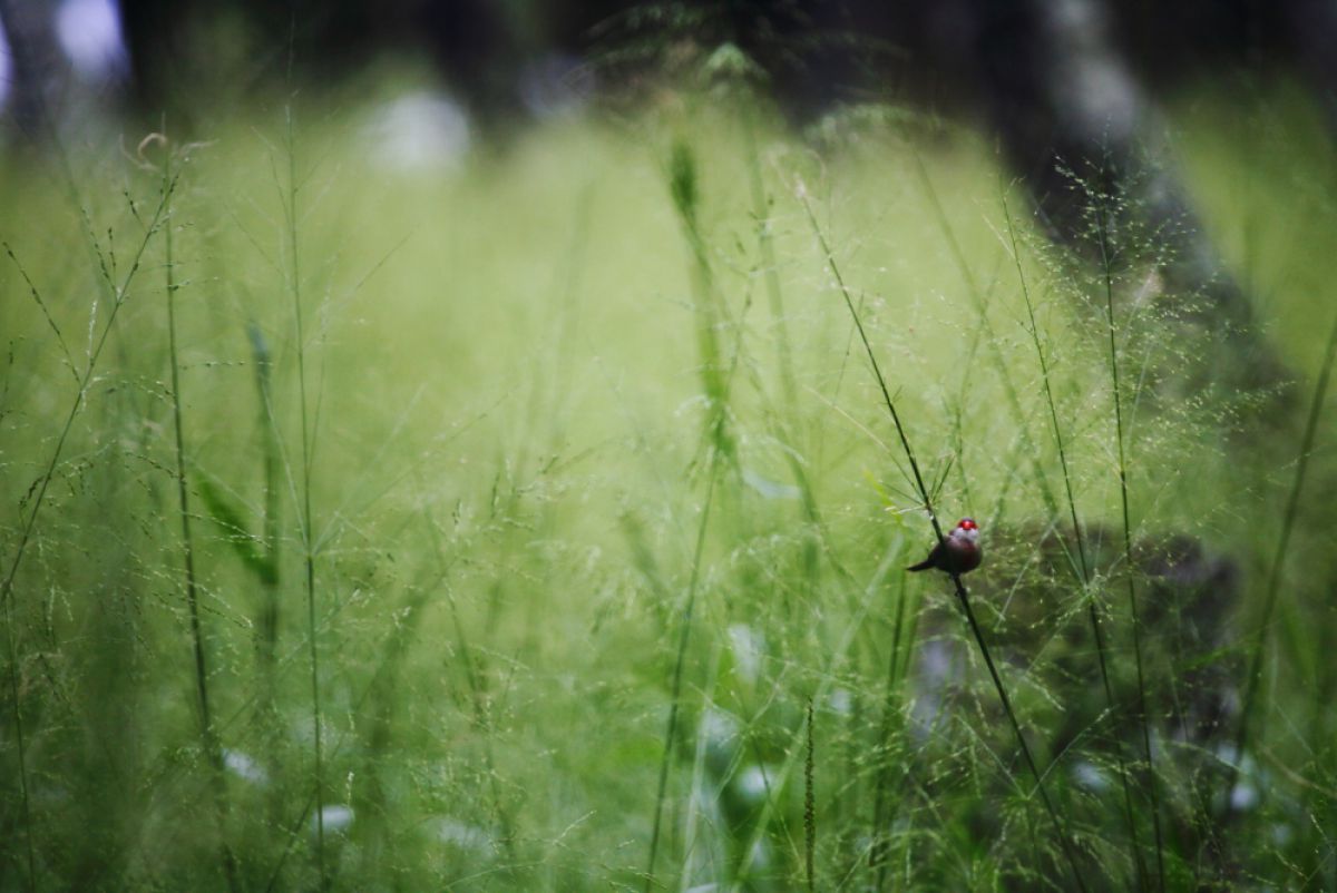 君もひとりかい？ | GANREF