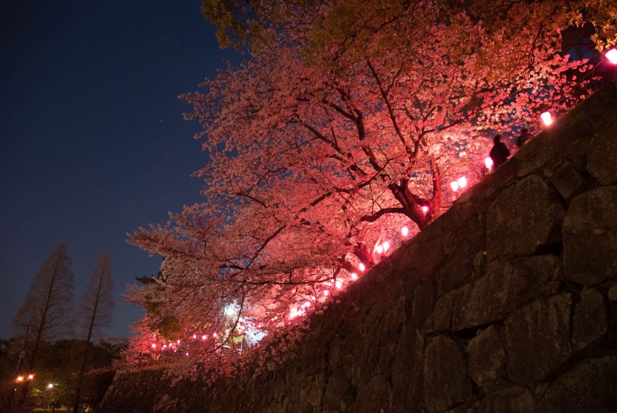 小倉城の夜桜 | GANREF