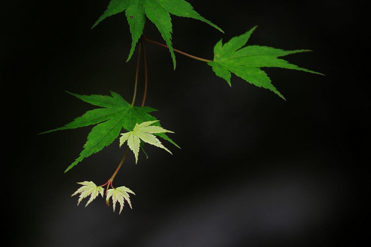 秋になれば | GANREF