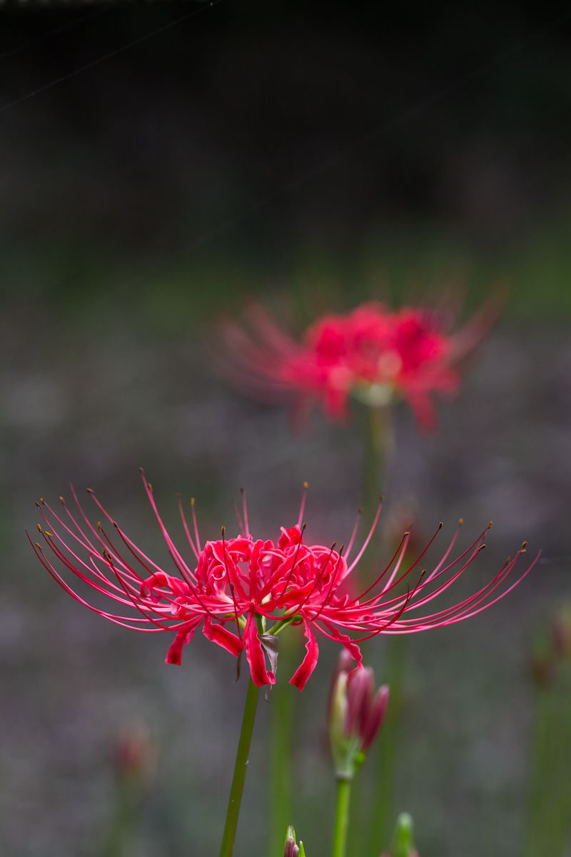 咲き始め | GANREF