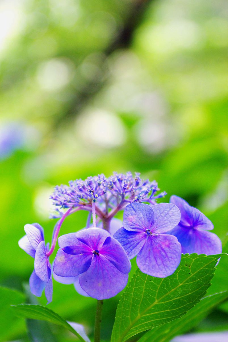 さわやかな梅雨 | GANREF