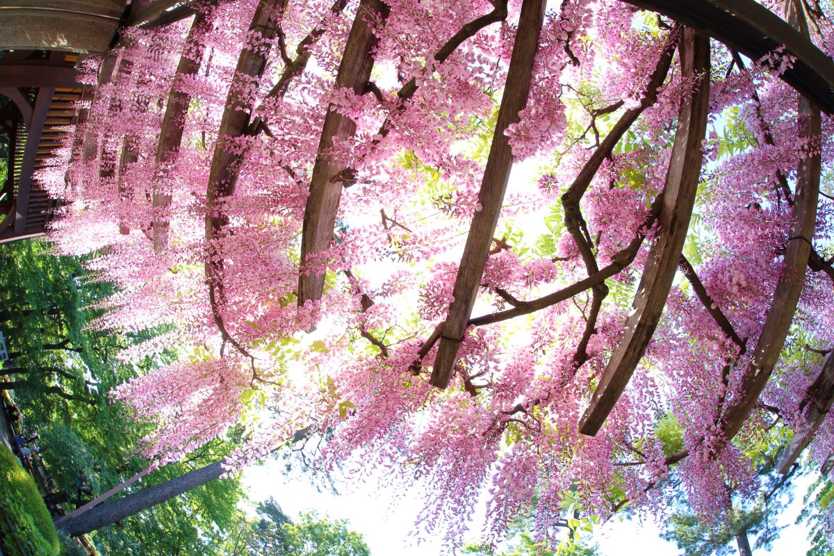 陽光（1） | GANREF