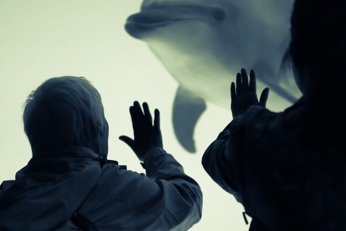 My dolphin! | GANREF