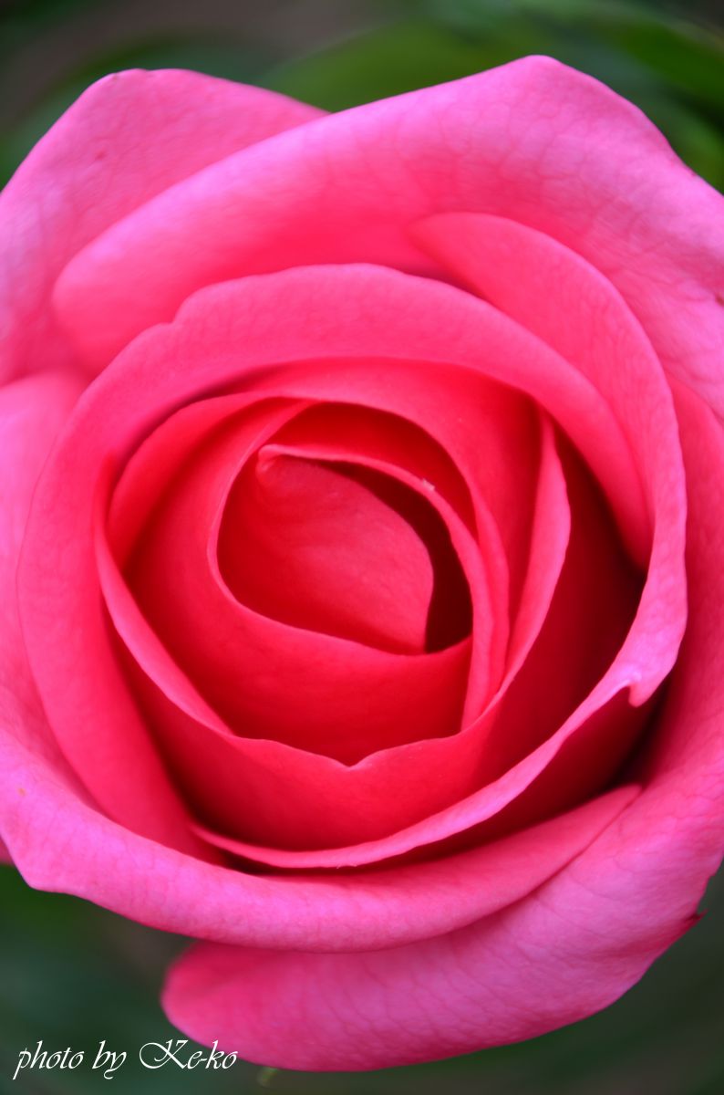 Mellow pink | GANREF