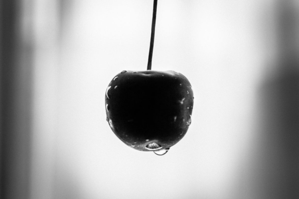 Black cherry | GANREF