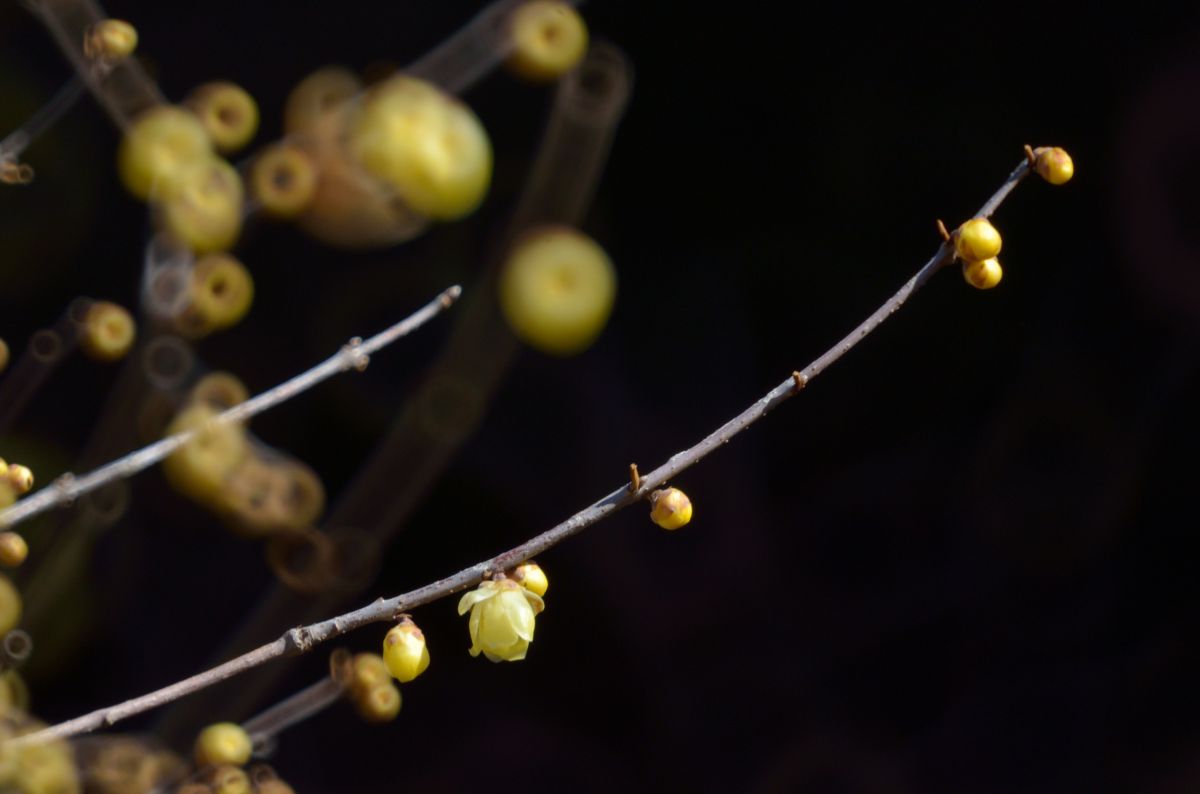 Yellow Spring | GANREF