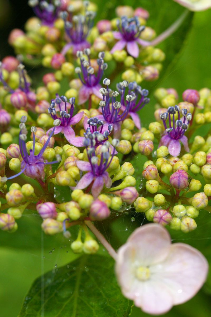 三室戸寺 ガクアジサイその2 | GANREF
