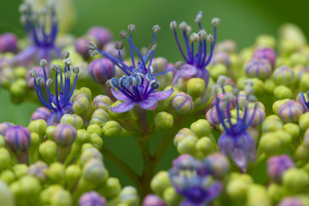 三室戸寺 ガクアジサイその1 | GANREF