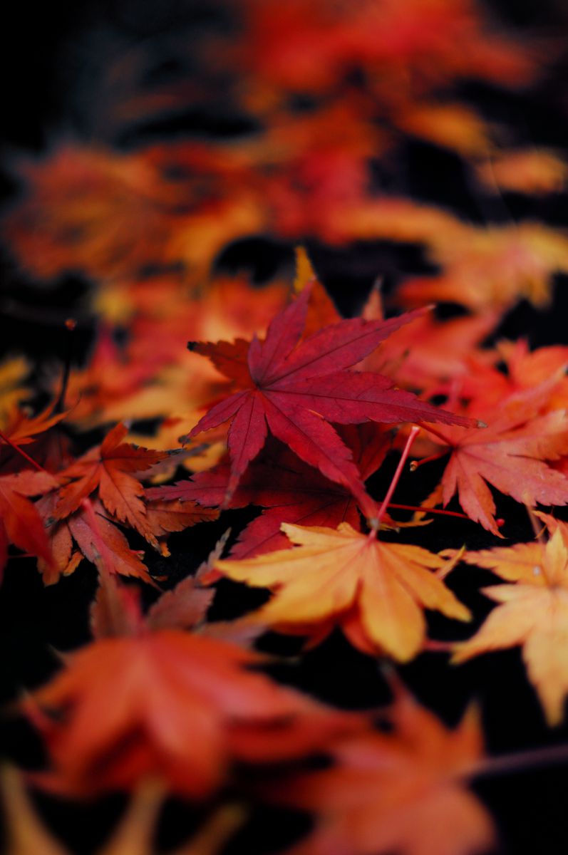 LEAF CARPET | GANREF
