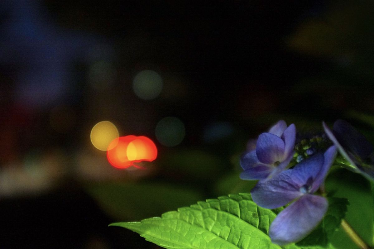 Night hydrangea | GANREF