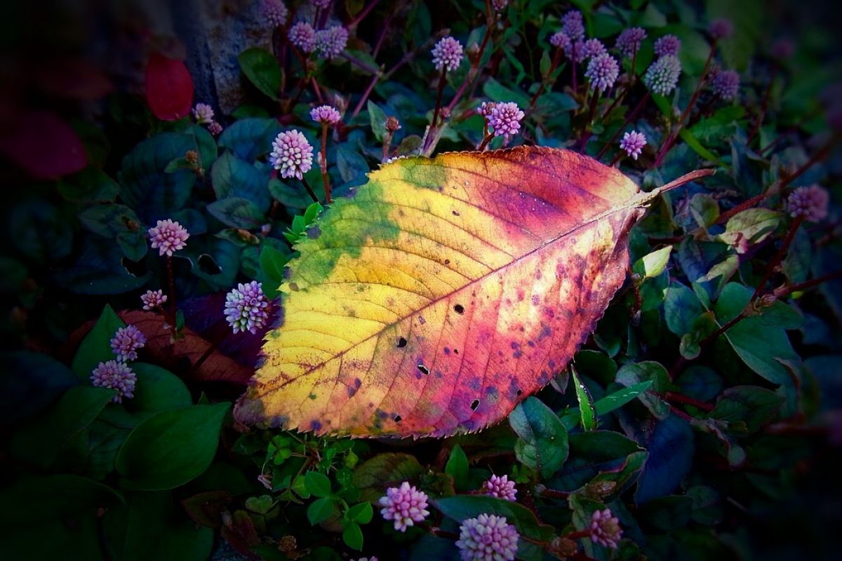 Miraculous leaf | GANREF