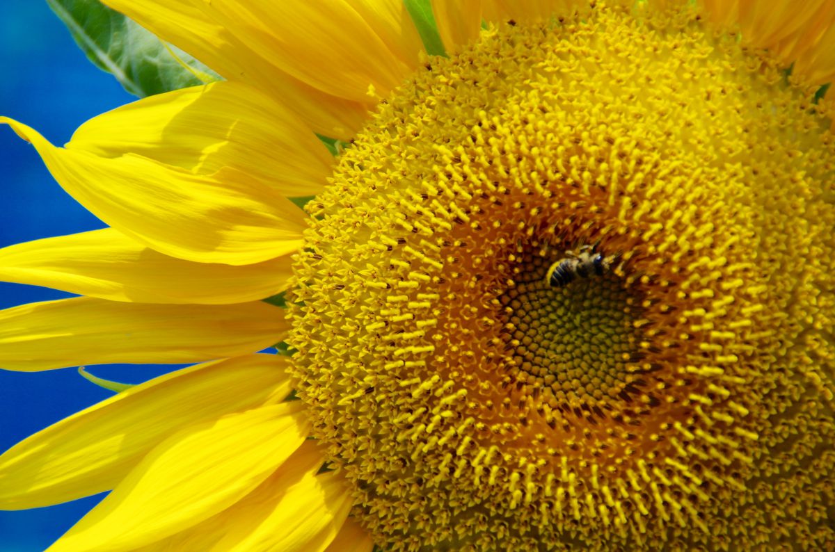 summer time | GANREF