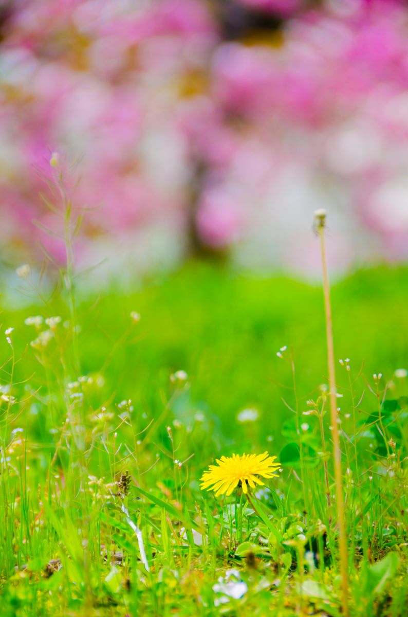 花回廊の下で | GANREF