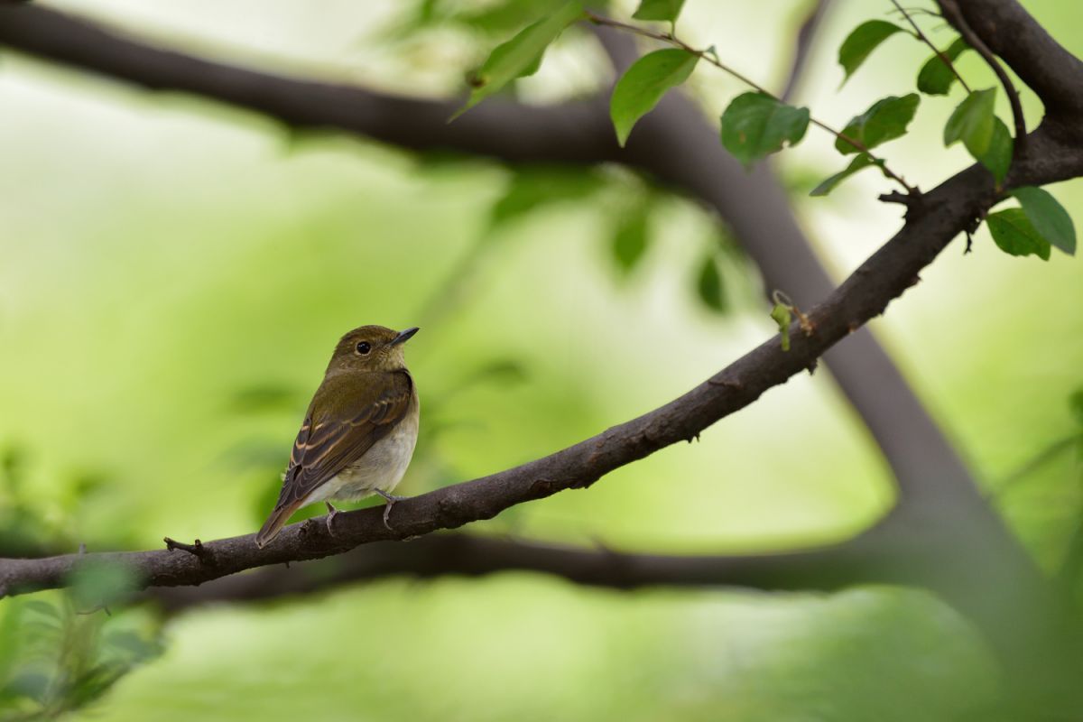 キビタキ メス | GANREF