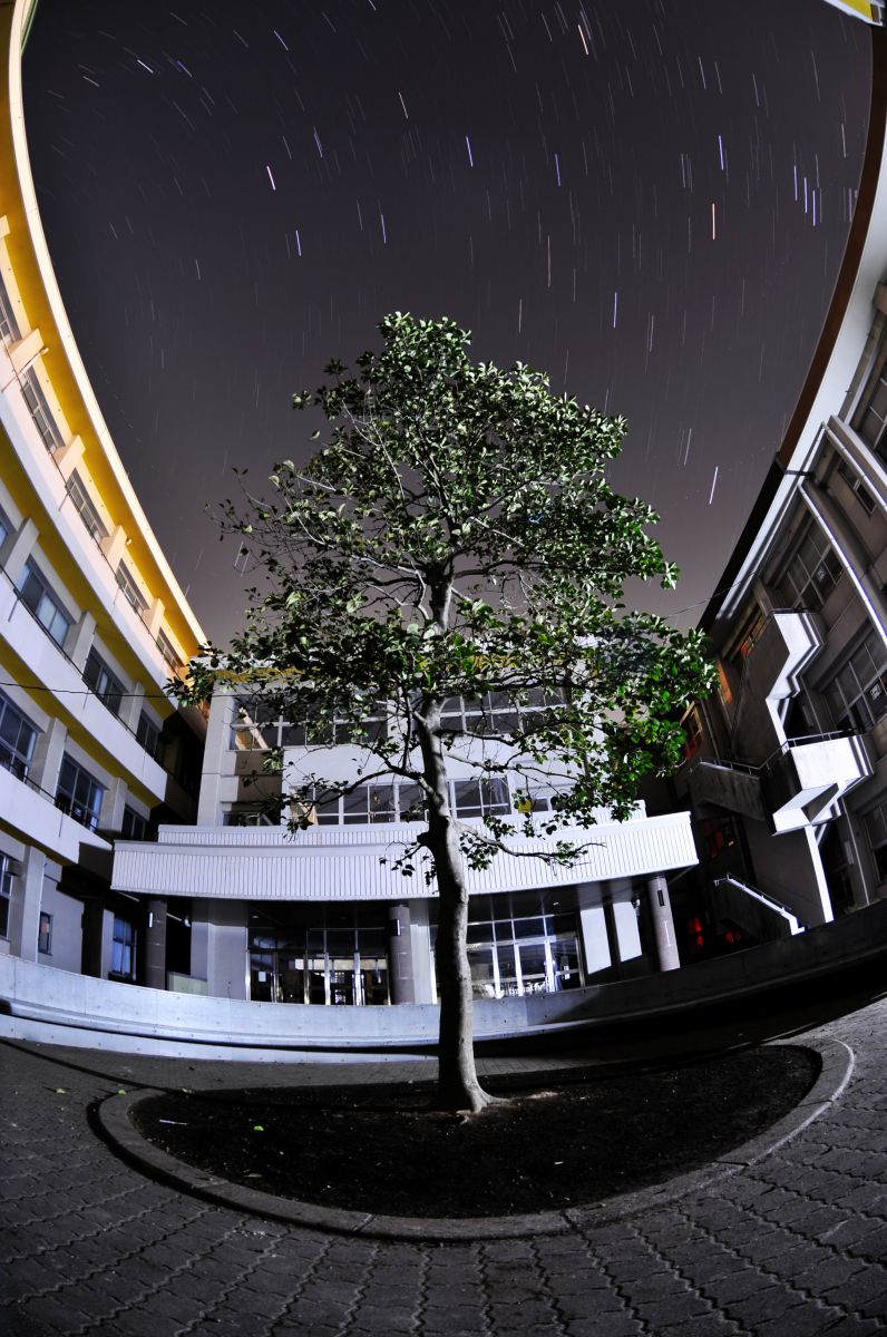 tree of star | GANREF