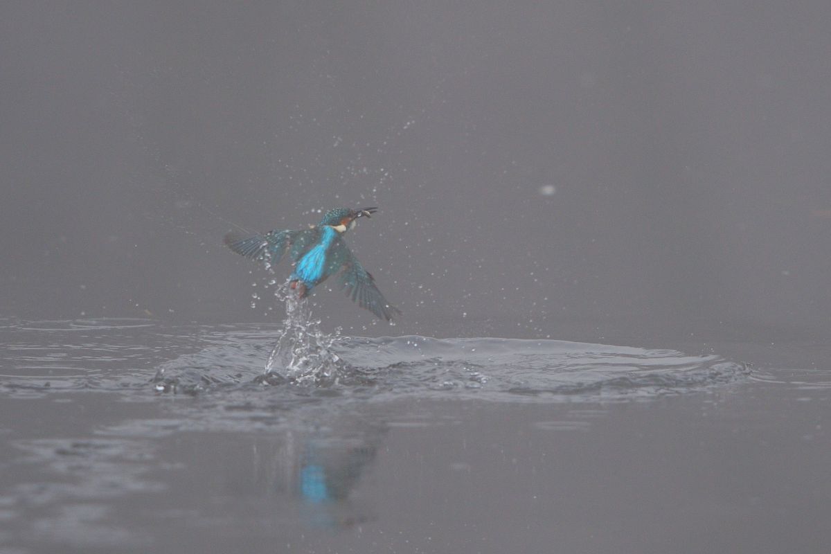 in the mist カワセミ#113 | GANREF