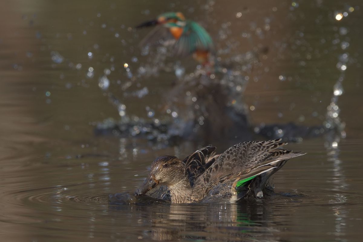 There is such a thing, too カワセミ#169 | GANREF