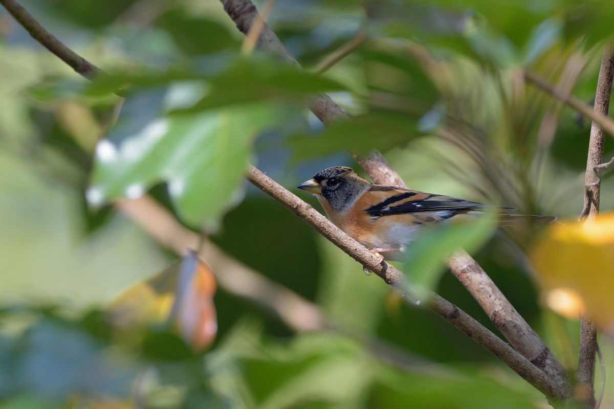 peeping tom アトリ#3 | GANREF