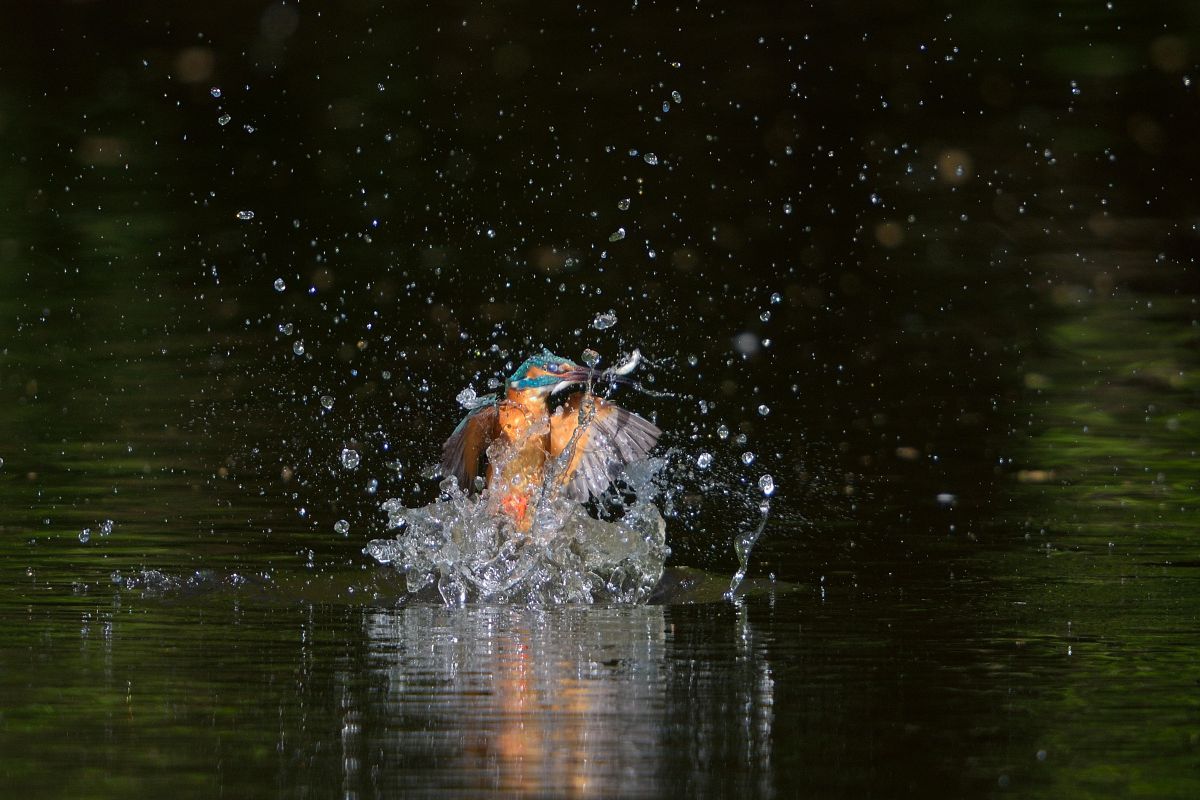 alien part1 カワセミ#125 | GANREF